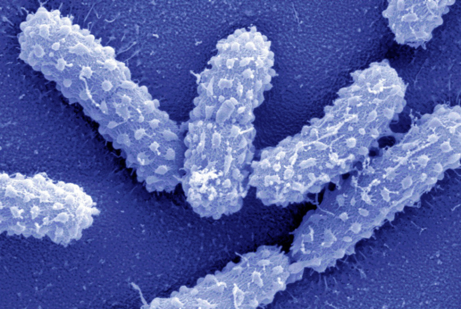 Kaptive v3 code and tutorial released – KlebNET-GSP